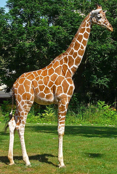 Reticulated Giraffe | Zoo Builder Wiki | Fandom