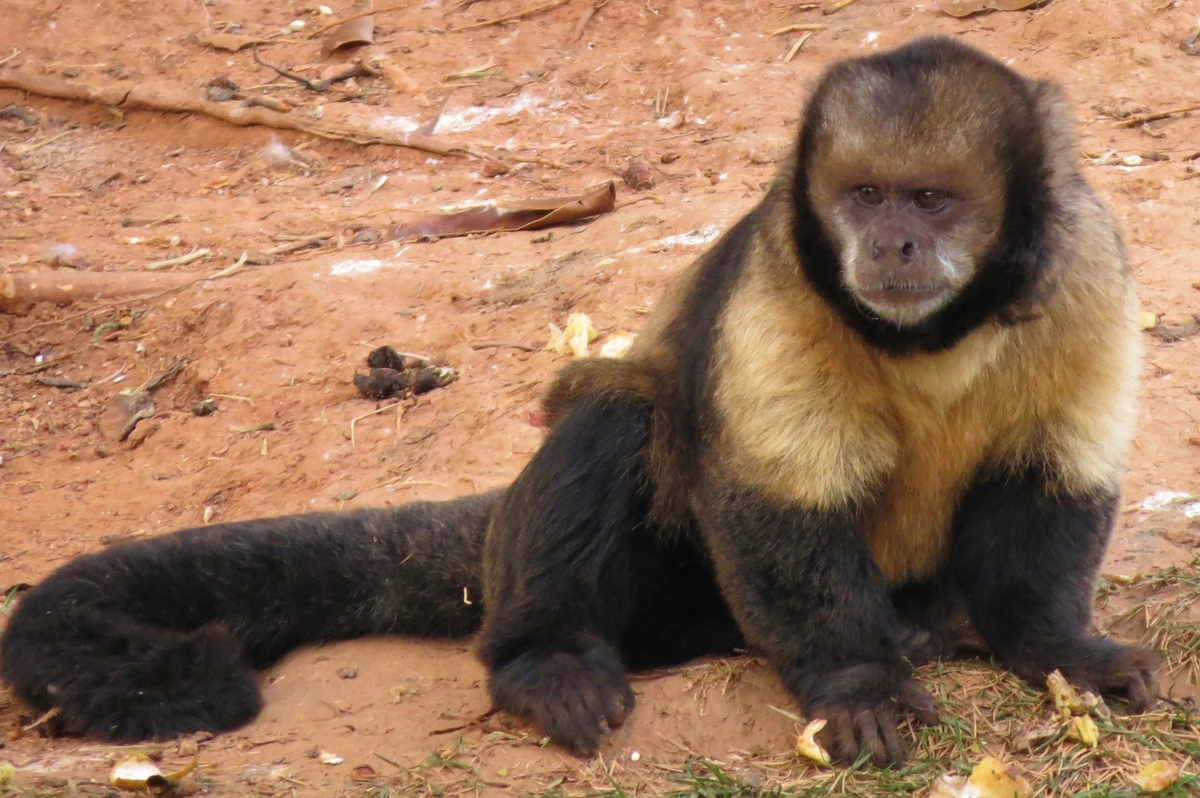 Golden-Bellied Capuchin | Zoo Builder Wiki | Fandom