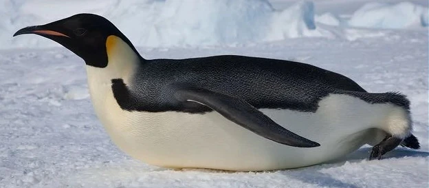 Emperor Penguin | Zoo Builder Wiki | Fandom