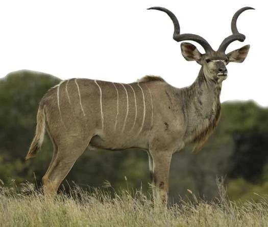 Greater Kudu | Zoo Builder Wiki | Fandom