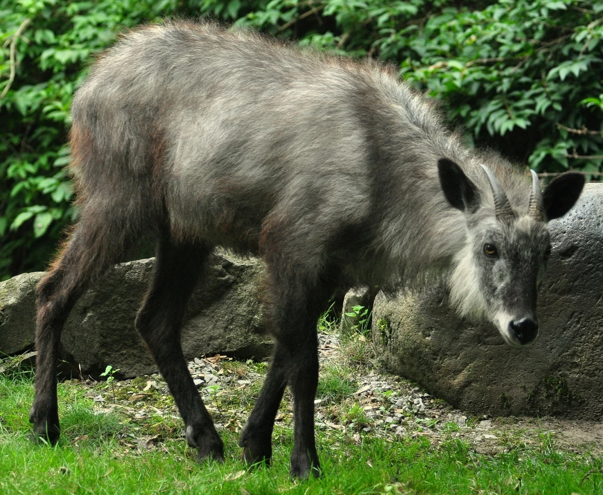 Japanese Serow | Zoo Builder Wiki | Fandom