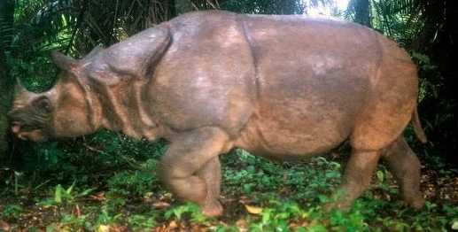 Javan Rhinoceros | Zoo Builder Wiki | Fandom