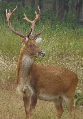 Barasingha | Zoo Builder Wiki | Fandom