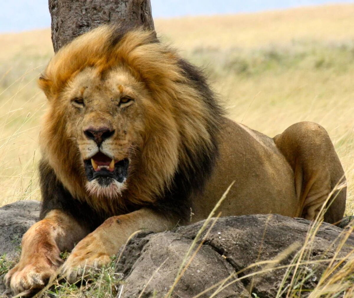 West African Lion | Zoo Builder Wiki | Fandom West African Lion | Zoo Builder Wiki | Fandom