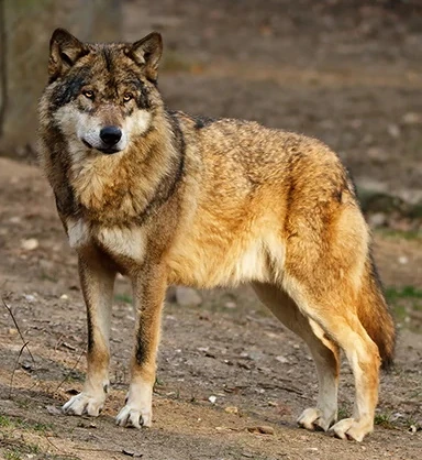 Eastern Wolf | Zoo Builder Wiki | Fandom