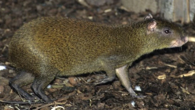 Ruatan Island Agouti | Zoo Builder Wiki | Fandom
