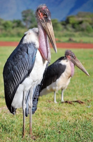 Marabou Stork | Zoo Builder Wiki | Fandom