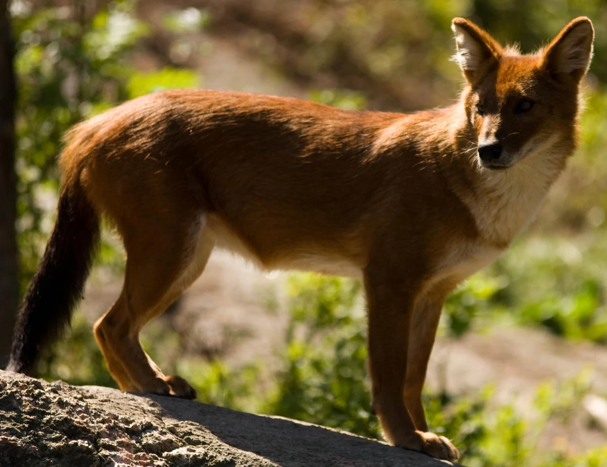 Dhole | Zoo Builder Wiki | Fandom