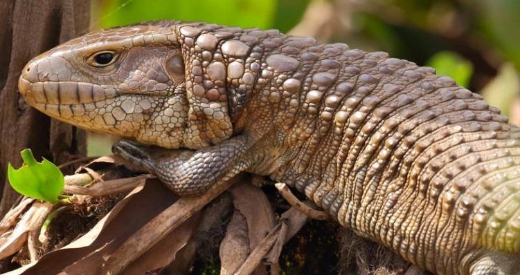 Northern Caiman Lizard Wikipedia