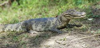 Caiman | Zooanimalpedia Wiki | Fandom