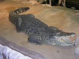 Cuban Crocodile | Zooanimalpedia Wiki | Fandom