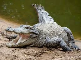 Marsh Crocodile | Zooanimalpedia Wiki | Fandom