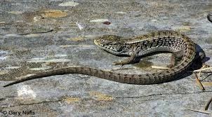 Alligator Lizard | Zooanimalpedia Wiki | Fandom