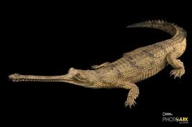 Gharial | Zooanimalpedia Wiki | Fandom