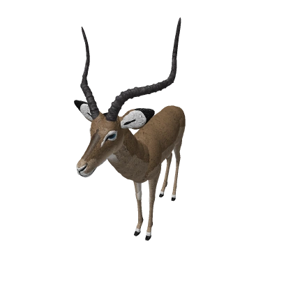 Impala | Zooanimalpedia Wiki | Fandom