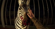 Zebra | ZOOCHOSIS Wiki | Fandom