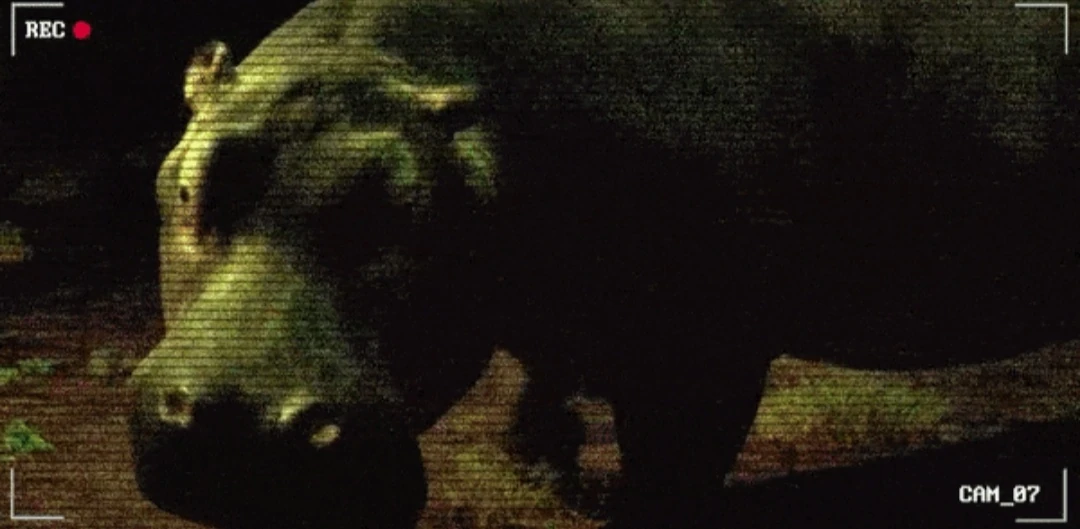 Hippopotamus | ZOOCHOSIS Wiki | Fandom