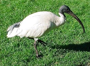 Ibis | ZooCraft Wiki | Fandom