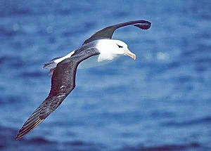 Albatross | ZooCraft Wiki | Fandom