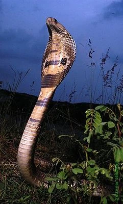Cobra | ZooCraft Wiki | Fandom