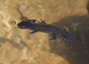 Newt | ZooCraft Wiki | Fandom