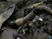 Episode 0002 (1999) | ZOOMerpedia | Fandom