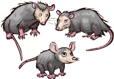 Opossum | Zoomumba Wiki | Fandom