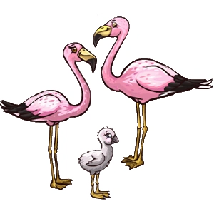 Andean Flamingo | Zoomumba Wiki | Fandom