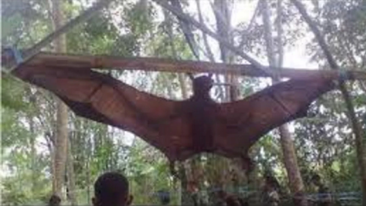 Ahool | Zooniverse Wiki | Fandom