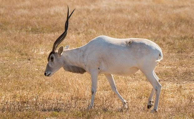 Addax | Zooniverse Wiki | Fandom
