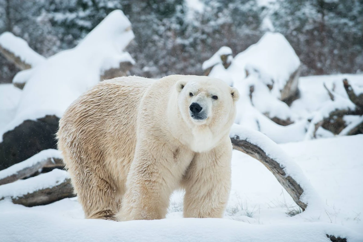Nanuq | Zoopolarbears Wiki | Fandom