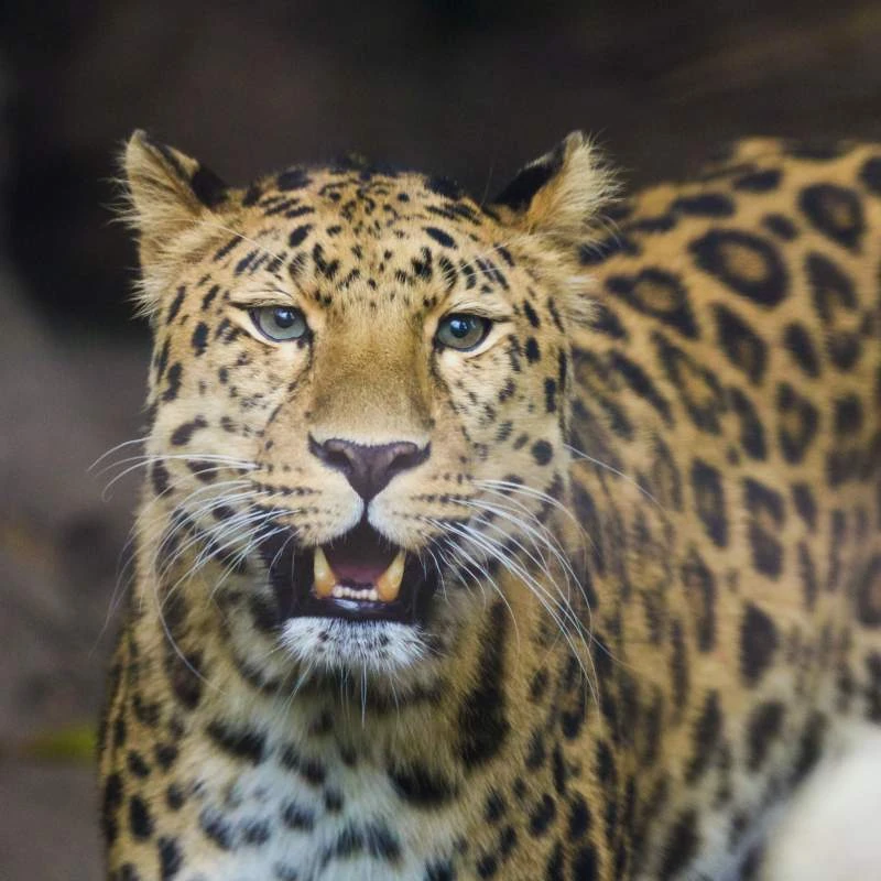 Kasha | Zoos Worldwide Wiki | Fandom