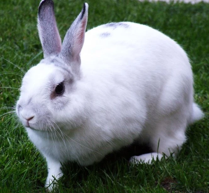 Rabbit | Zootopia and WildeHopps Movie Spoofs Wiki | Fandom