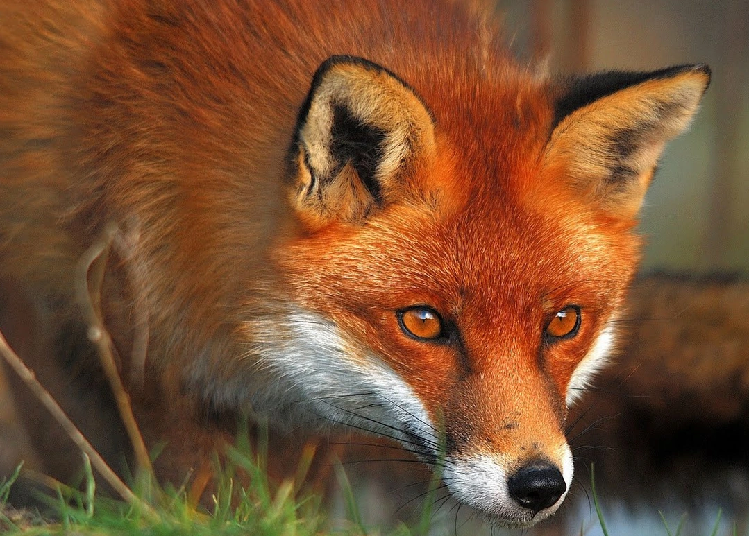 Judy the Fox | Zootopia Fanon Wikia | Fandom