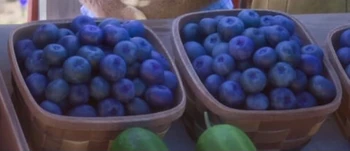 Blueberries | Zootopia Wiki | Fandom