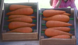 Carrots | Zootopia Wiki | Fandom