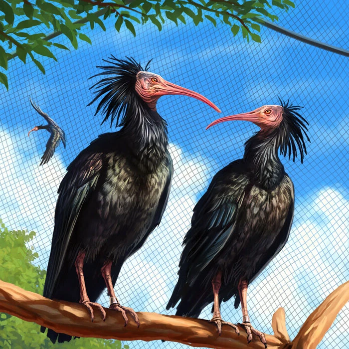 Northern Bald Ibis | Zoo Tycoon Wiki | Fandom
