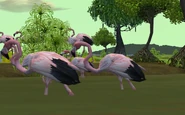 Greater Flamingo | Zoo Tycoon Wiki | Fandom