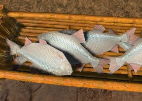 Fish | Zoo Tycoon Wiki | Fandom
