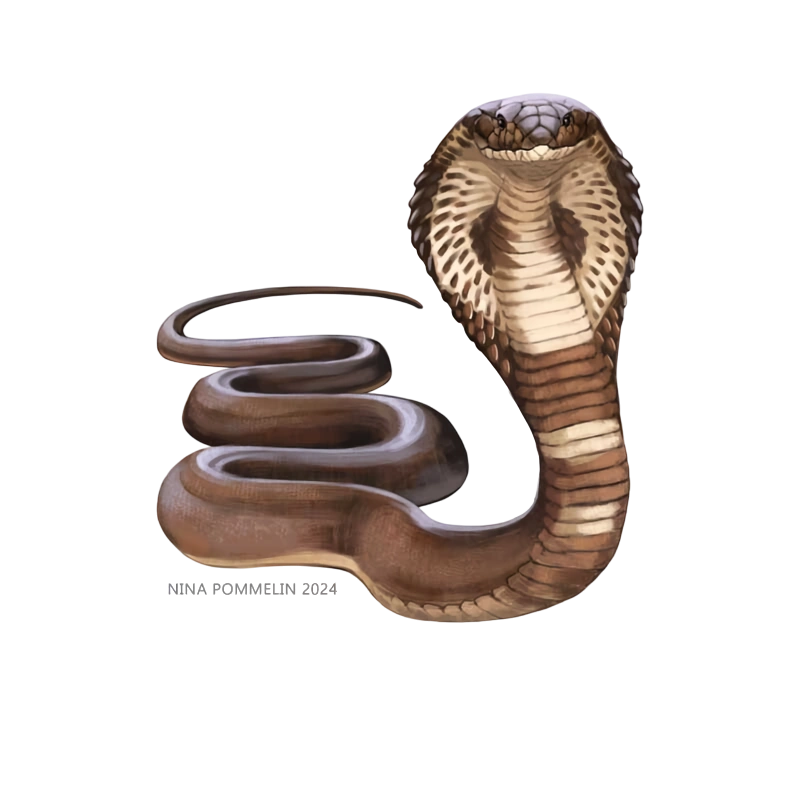 King Cobra Png