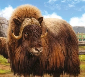 Musk Ox