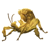 Australian Walking Stick Zoo Tycoon Wiki Fandom