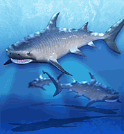 Tiger Shark | Zoo Tycoon Wiki | Fandom