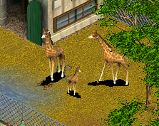 Breeding Animal Games