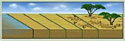Savannah | Zoo Tycoon Wiki | Fandom