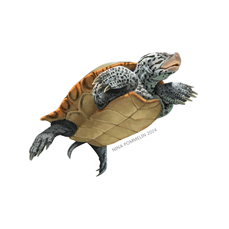 Diamondback Terrapin | Zoo Tycoon Wiki | Fandom