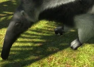 Giant Anteater | Zoo Tycoon Wiki | Fandom