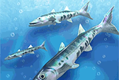 Saber Tooth Barracuda