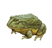African Bullfrog | Zoo Tycoon Wiki | Fandom