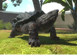 Alligator Snapping Turtle Bite Watermelon